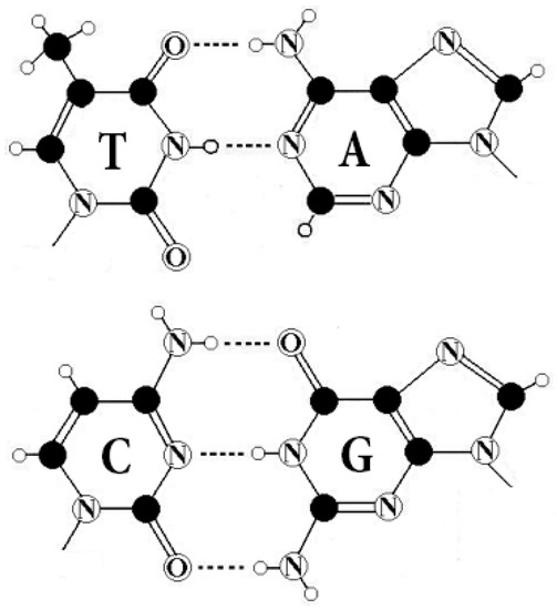 Symmetries in Genetic Systems and the Concept of Geno-Logical Coding