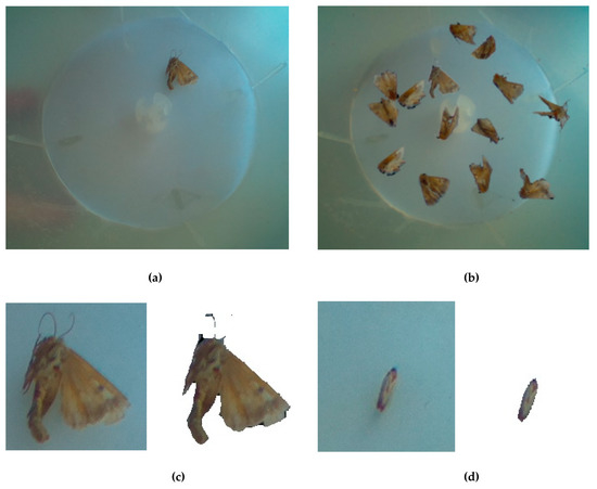 Image-Based Insect Counting Embedded in E-Traps That Learn without ...