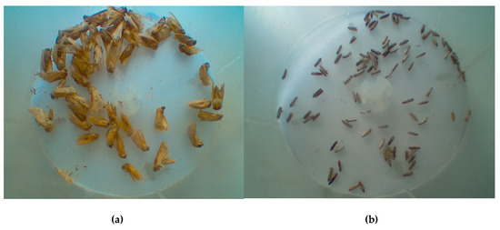 Image-Based Insect Counting Embedded in E-Traps That Learn without Manual Image Annotation and ...