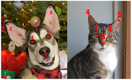 Deep Learning Pet Identification Using Face and Body