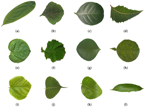 An Effective Ensemble Convolutional Learning Model with Fine-Tuning for Medicinal Plant Leaf ...