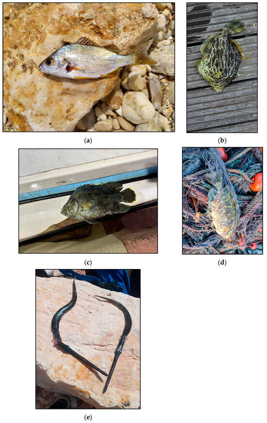 AquaVision: AI-Powered Marine Species Identification