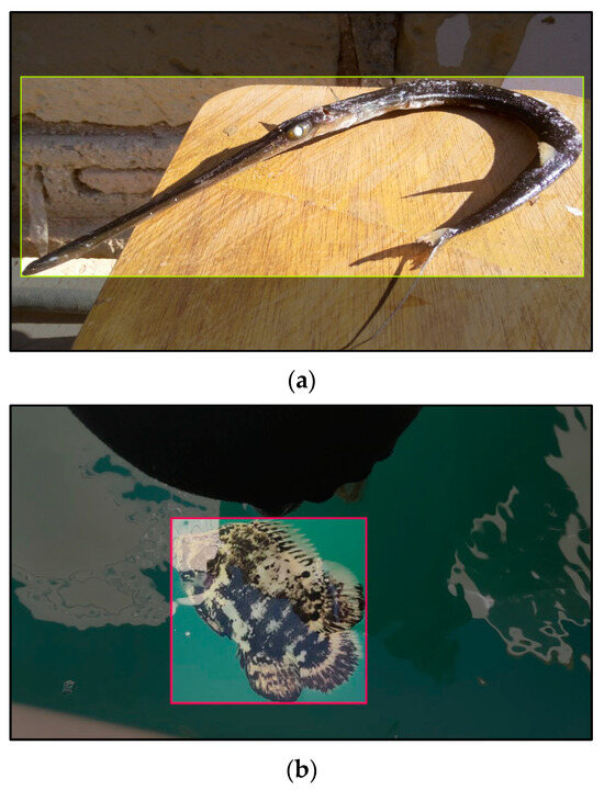 AquaVision: AI-Powered Marine Species Identification