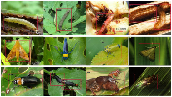 A Lightweight Crop Pest Detection Method Based on Improved RTMDet