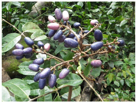 Intelligent Vision System with Pruning and Web Interface for Real-Time ...