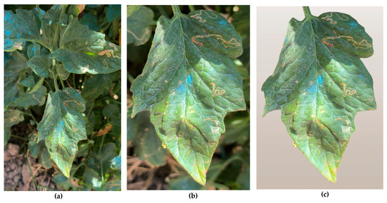 From Pixels to Diagnosis: Implementing and Evaluating a CNN Model for ...