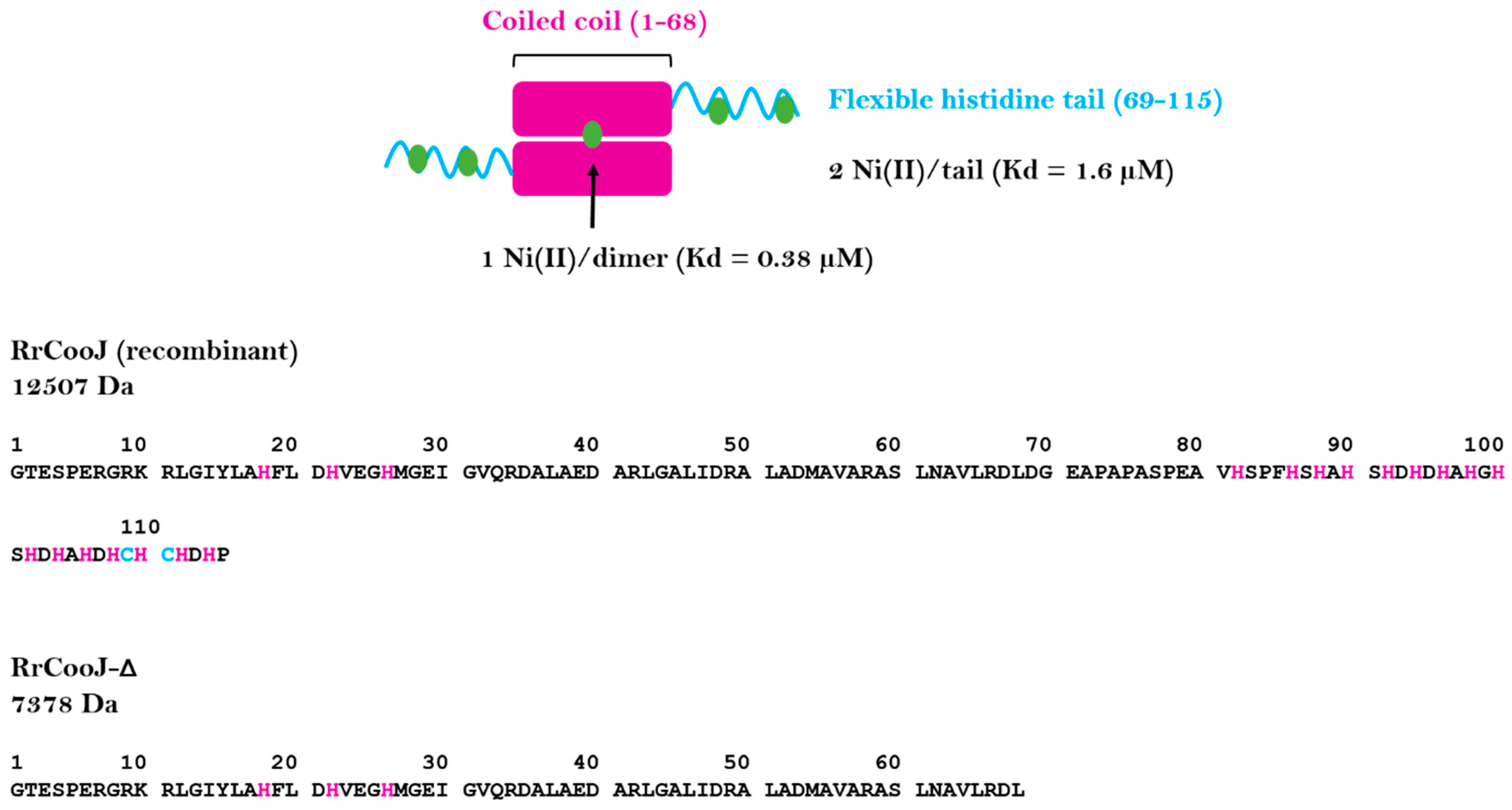 Nickel-Induced Oligomerization of the Histidine-Rich Metallochaperone ...