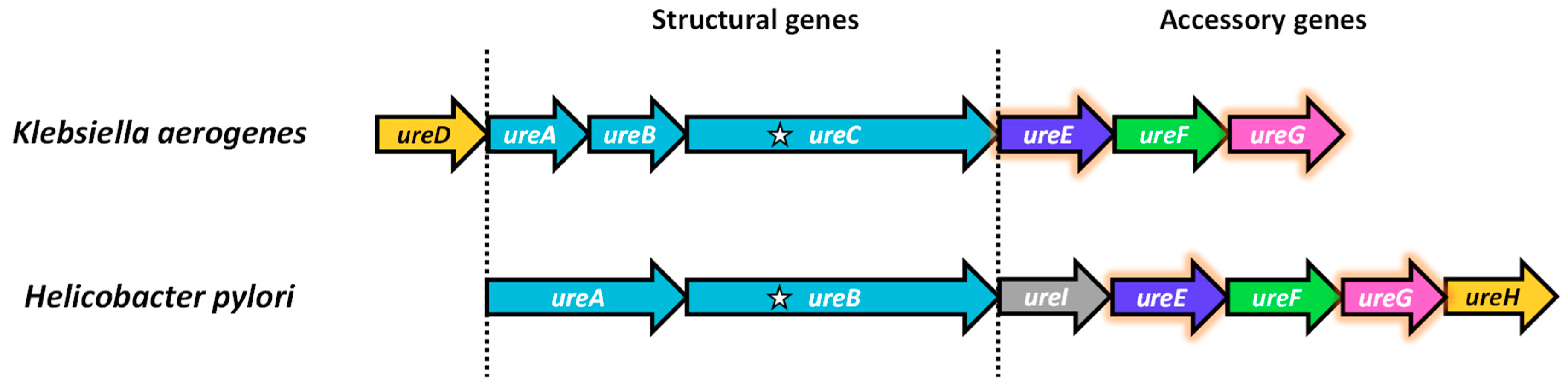 The Maturation Pathway of Nickel Urease