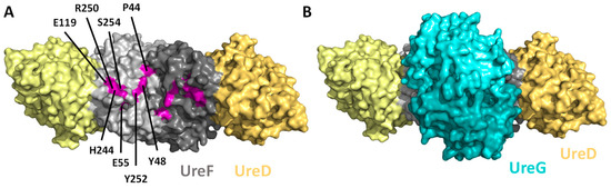 The Maturation Pathway of Nickel Urease