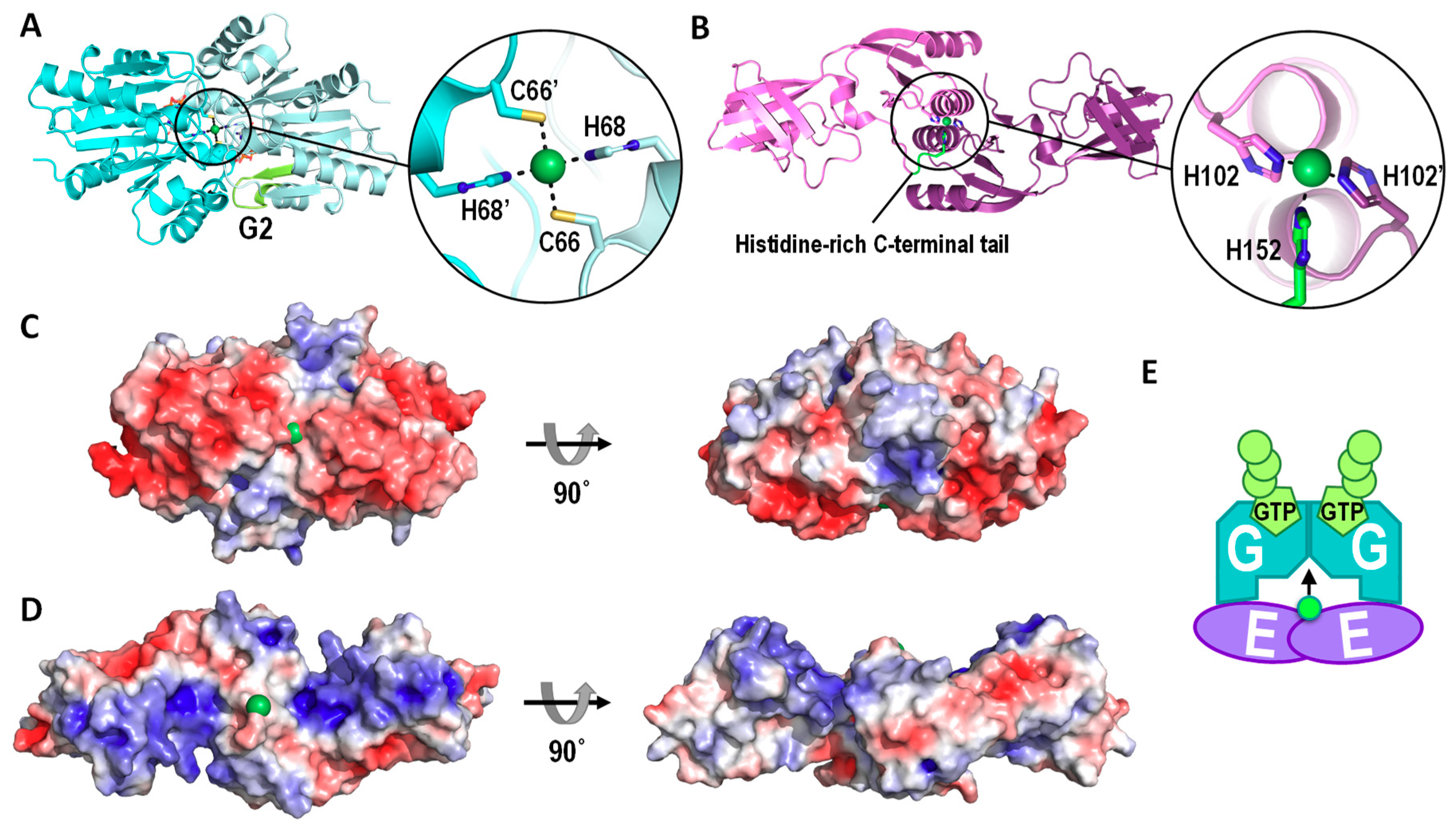 The Maturation Pathway of Nickel Urease
