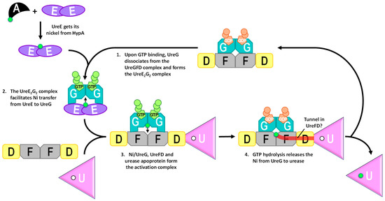 The Maturation Pathway of Nickel Urease