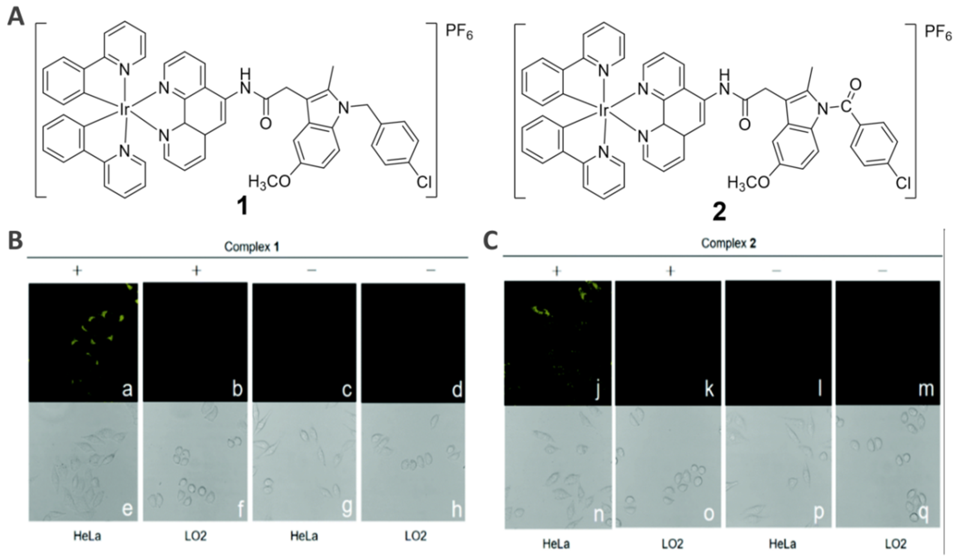 Affinity-Based Luminescent Iridium(III) Complexes for the Detection of ...