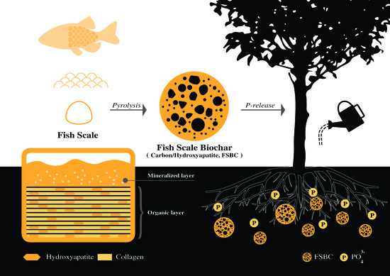 Inorganics | Free Full-Text | Dissolution Performance of Carbon ...