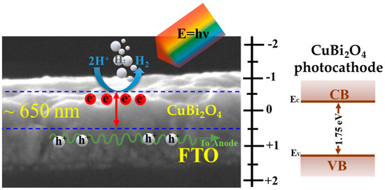 Photoelectrochemical Performance of a CuBi2O4 Photocathode with H2O2 as a Scavenger