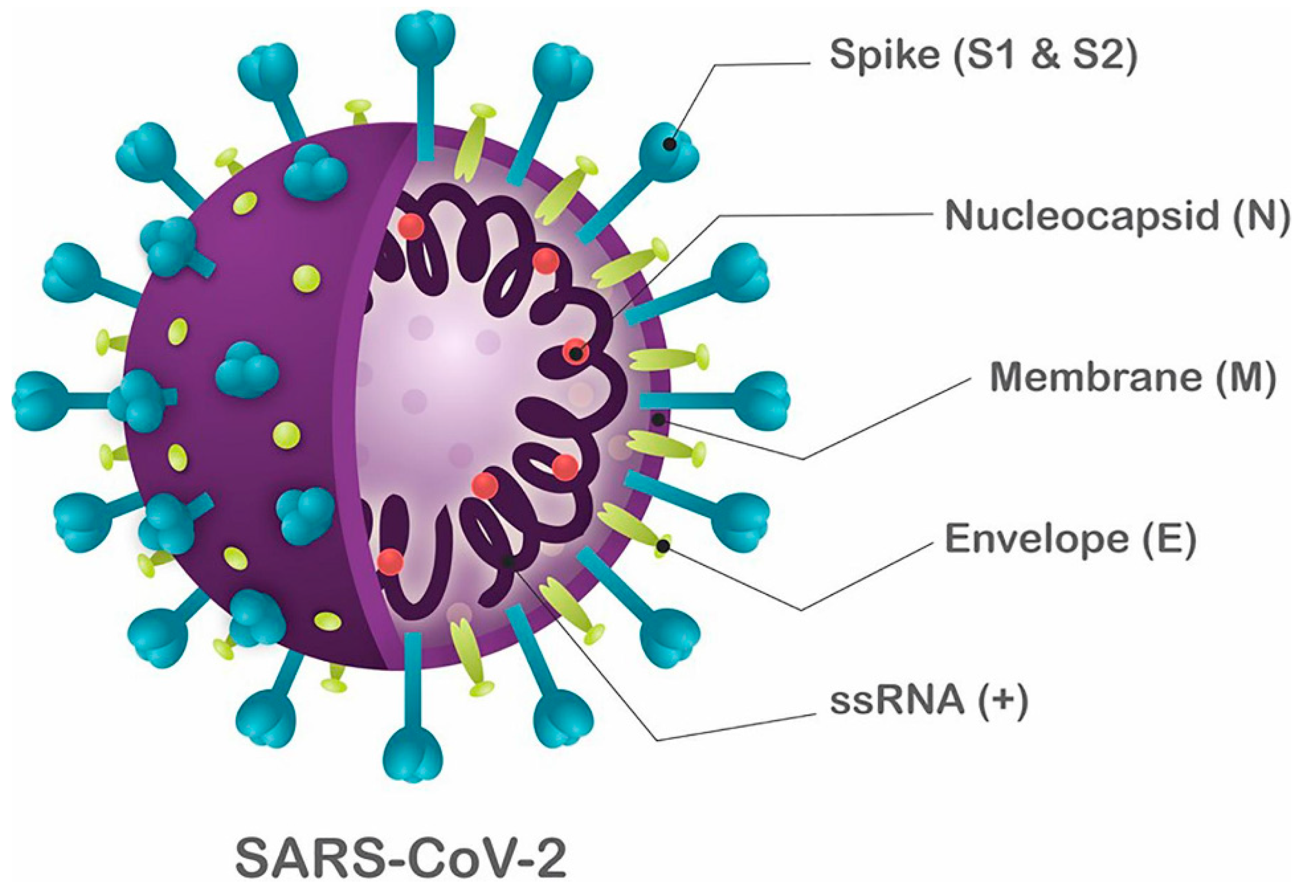 Graphene-Based Electrochemical Nano-Biosensors for Detection of SARS-CoV-2