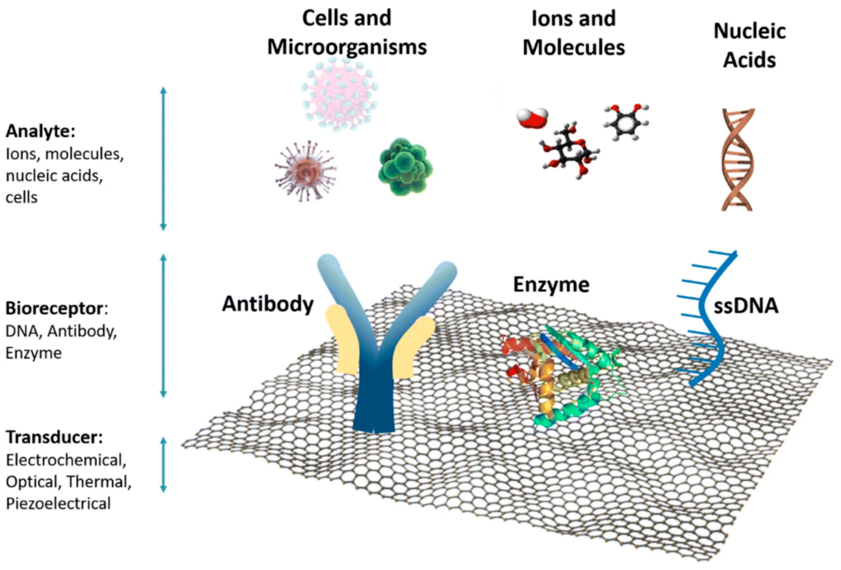 Graphene-Based Electrochemical Nano-Biosensors for Detection of SARS-CoV-2