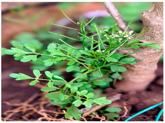 Investigation of In Vitro Anticancer and Apoptotic Potential of ...