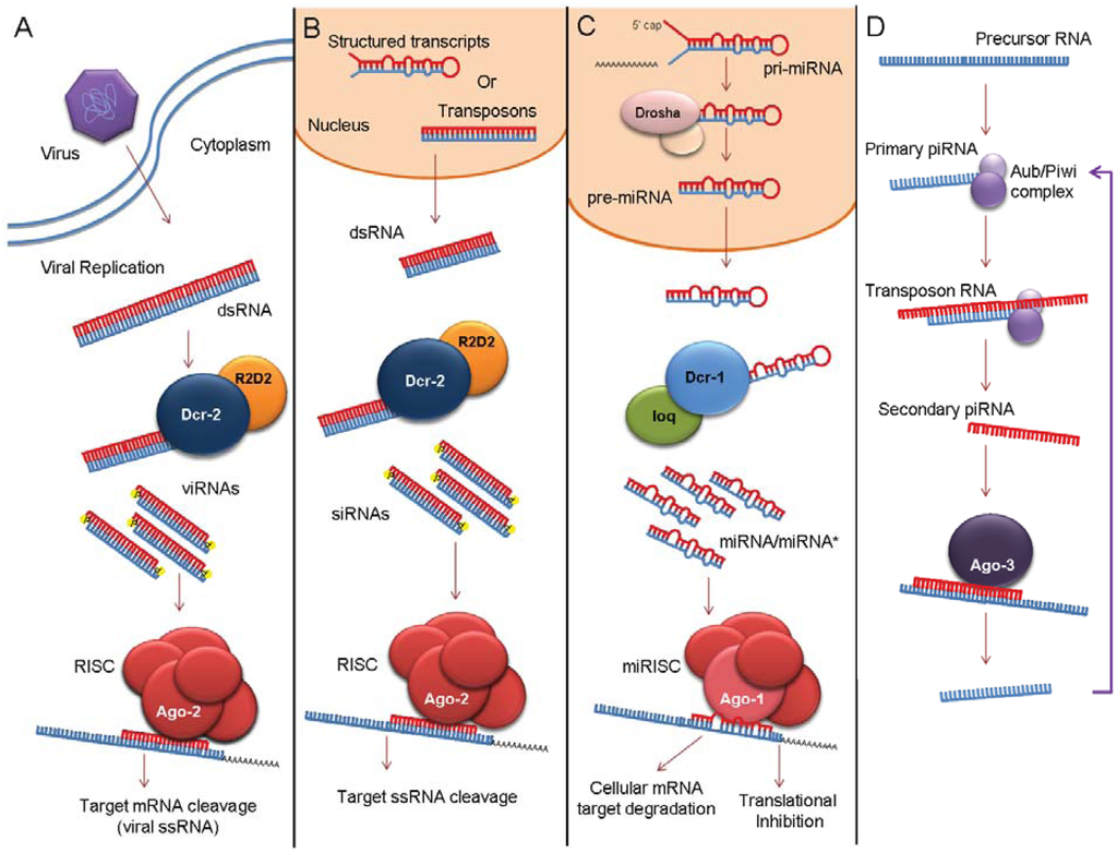 New Insights into Control of Arbovirus Replication and Spread by Insect ...