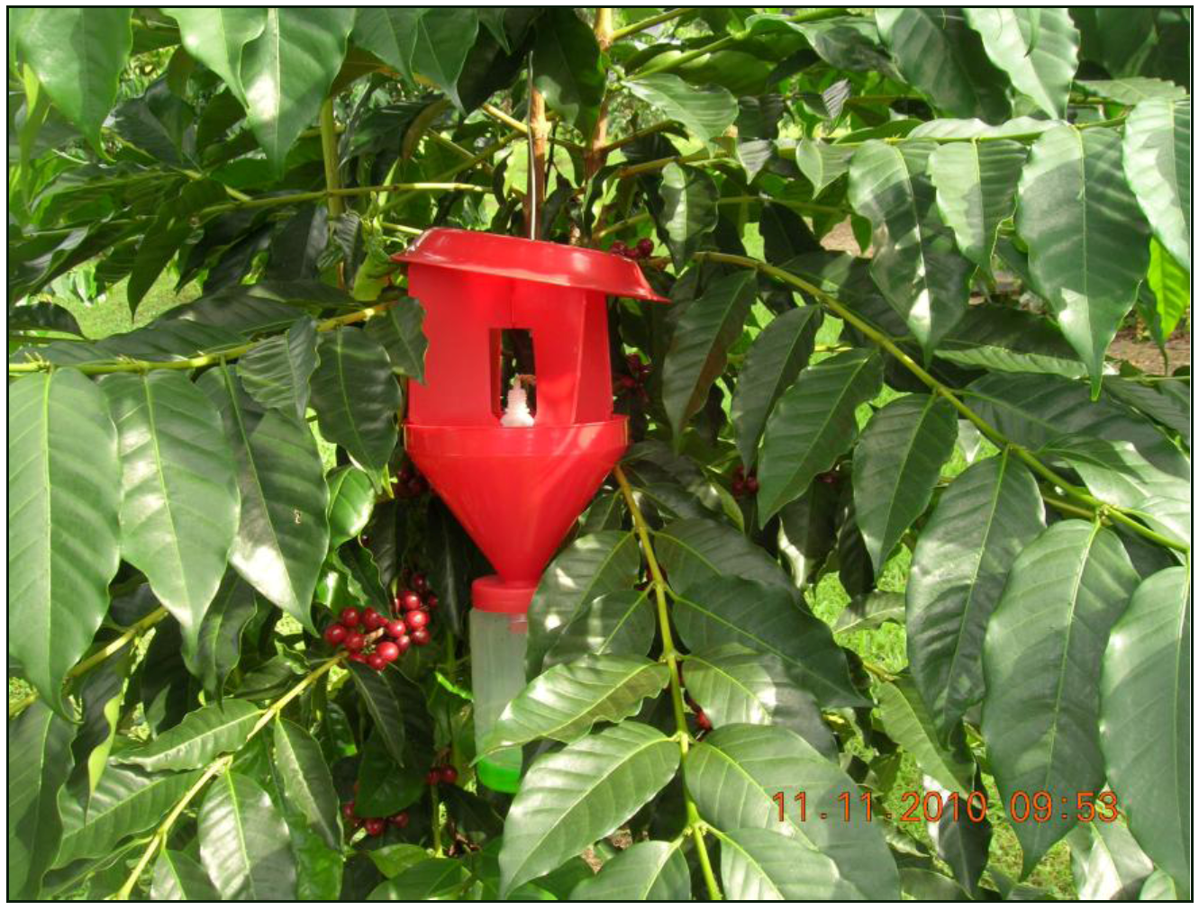 The Coffee Berry Borer (Hypothenemus hampei) Invades Hawaii ...