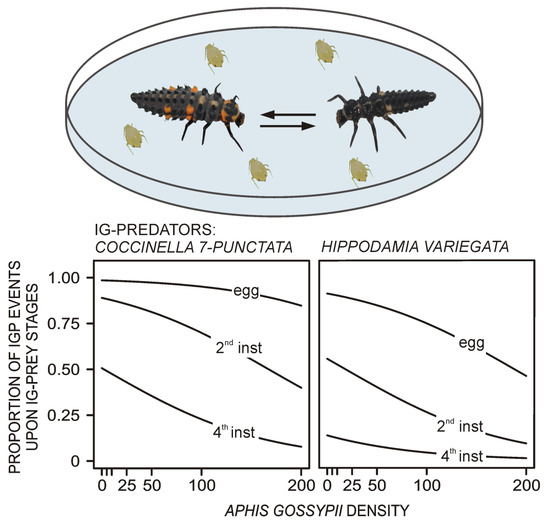 Insects | Free Full-Text | Intraguild Predation Responses in Two ...