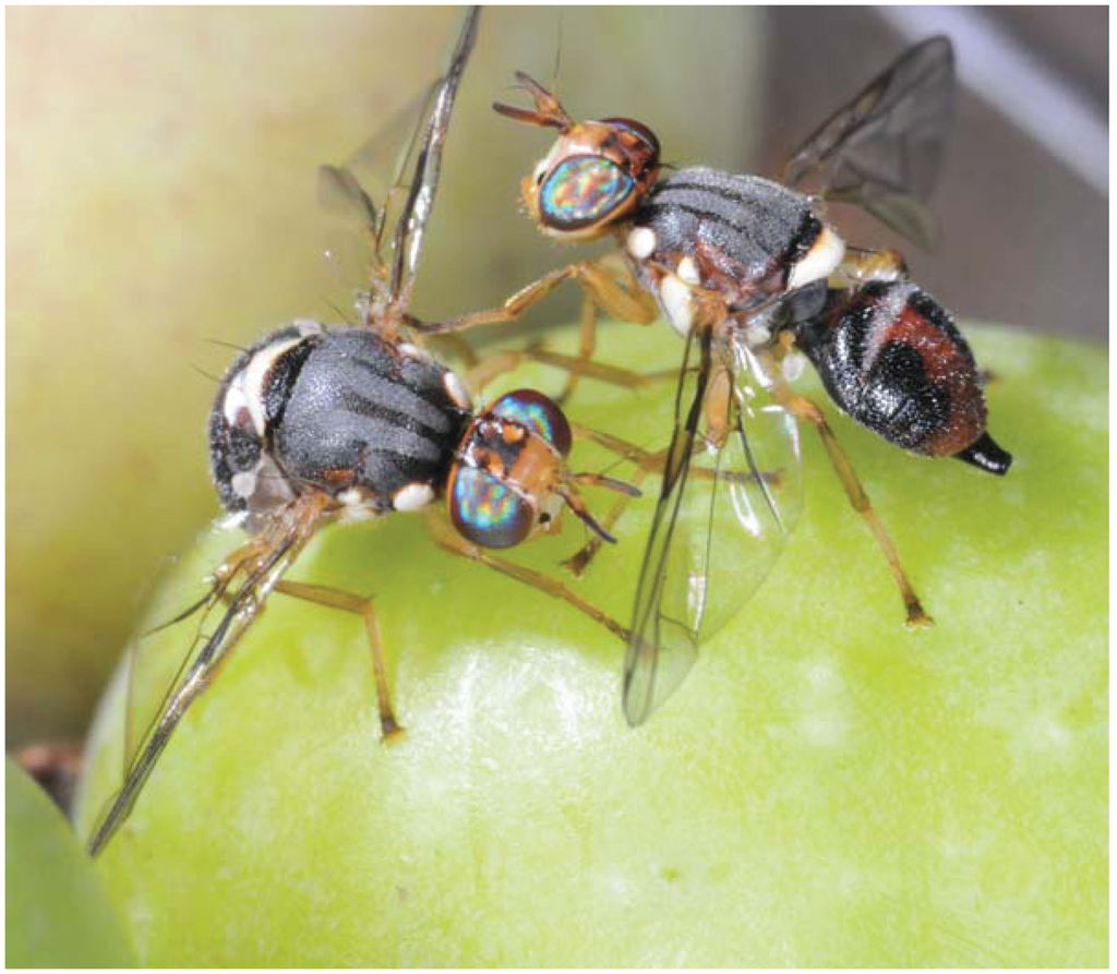 Aggression in Tephritidae Flies: Where, When, Why? Future Directions ...