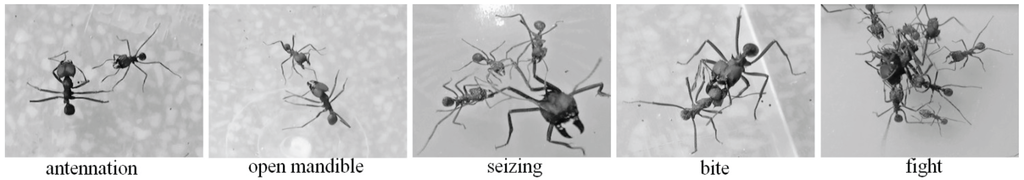 Foliar Substrate Affects Cuticular Hydrocarbon Profiles and ...