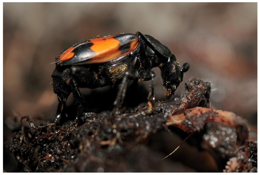 Insects | Special Issue : Parasite-Insect Interactions