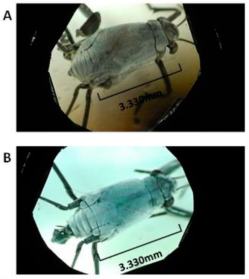 Insects | Free Full-Text | The First Finding of Six Instars of Larvae ...