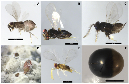 Insects | Special Issue : Invasive Insect Species