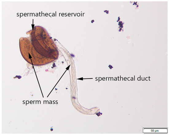 Insects Free Full Text Isolating Spermathecae And Determining Mating Status Of Drosophila