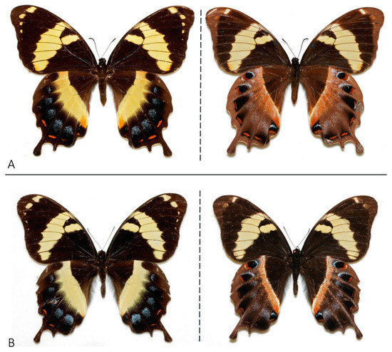 Jamaica’s Critically Endangered Butterfly: A Review of the Biology and ...