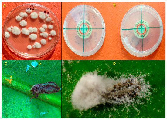 Compatibility and Efficacy of Isaria fumosorosea with Horticultural ...