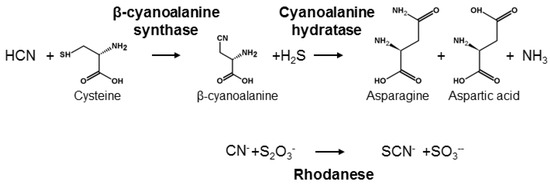 Insects | Free Full-Text | Cyanogenesis in Arthropods: From Chemical ...