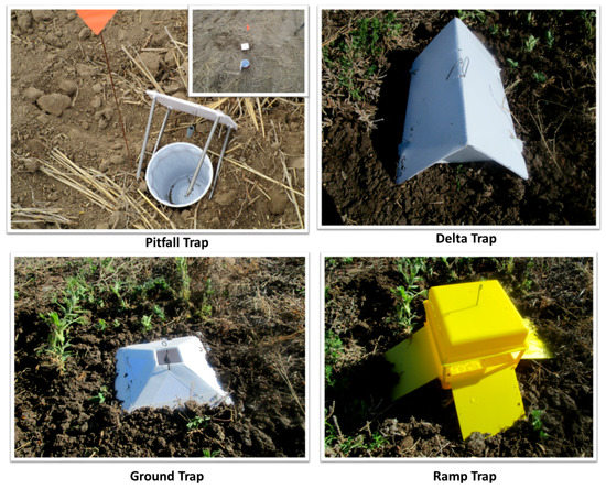 Pheromone-Trap Monitoring System for Pea Leaf Weevil, Sitona lineatus ...