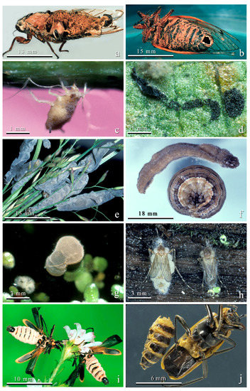 Insects | Special Issue : Mechanisms Underlying Transmission of Insect ...