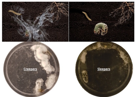 Insects | Free Full-Text | “Sleepers” and “Creepers”: A Theoretical ...