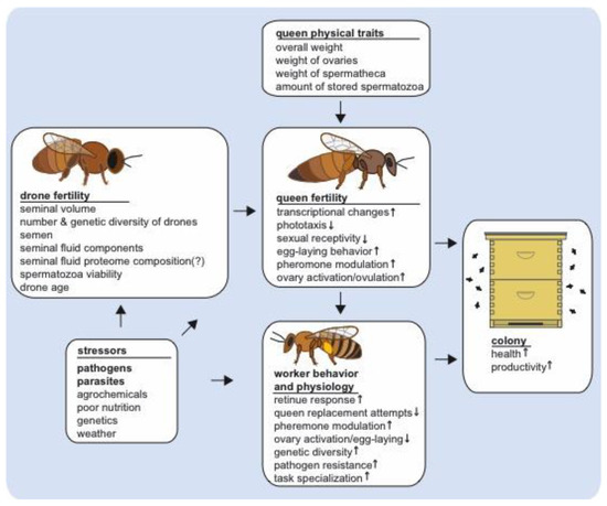 Insects Free Full Text Putative Drone Copulation Factors Regulating