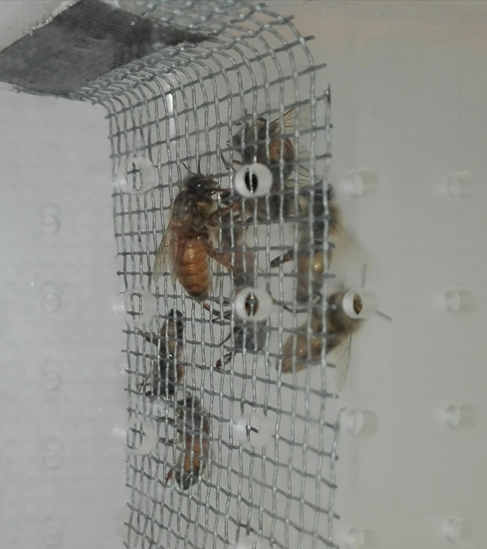 Insects | Free Full-Text | Israeli Acute Paralysis Virus: Honey Bee ...