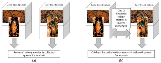 Is the Brood Pattern within a Honey Bee Colony a Reliable Indicator of ...
