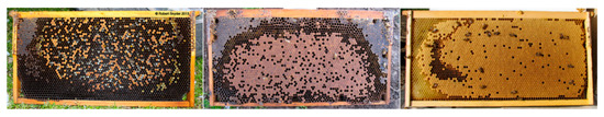Is the Brood Pattern within a Honey Bee Colony a Reliable Indicator of ...