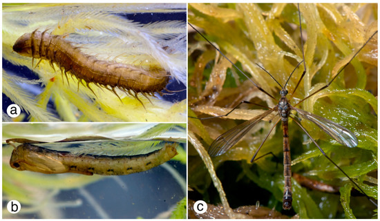 Insects | Free Full-Text | Ecological and Societal Services of Aquatic ...