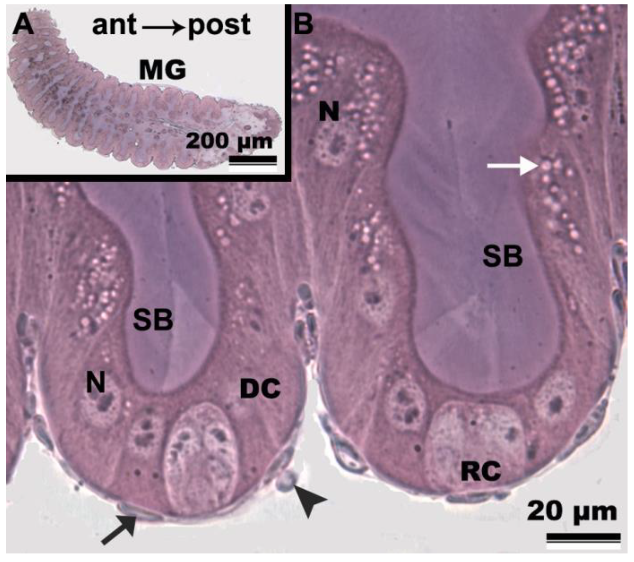 Morphology and Morphometry of the Midgut in the Stingless Bee Friesella ...