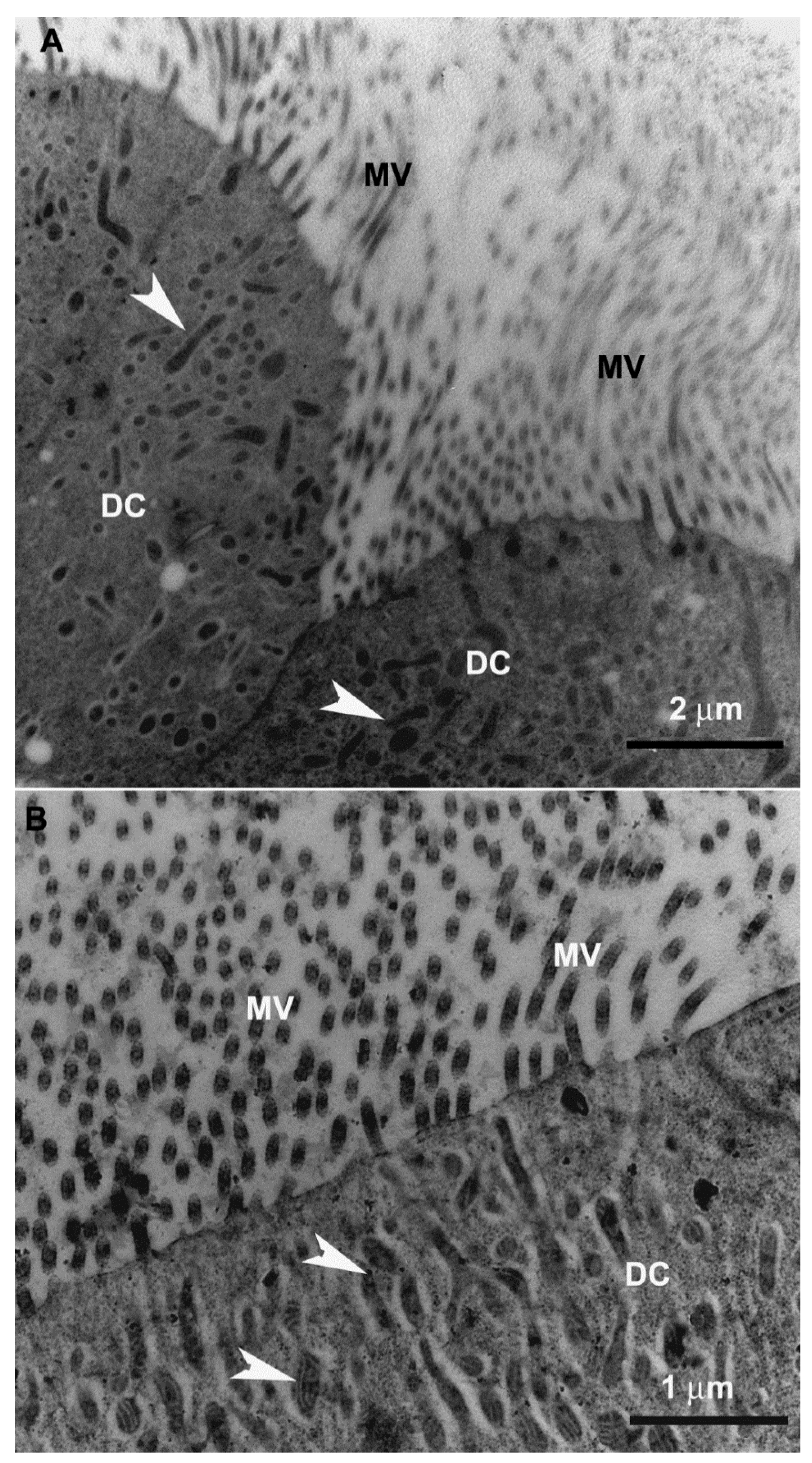 Morphology and Morphometry of the Midgut in the Stingless Bee Friesella ...