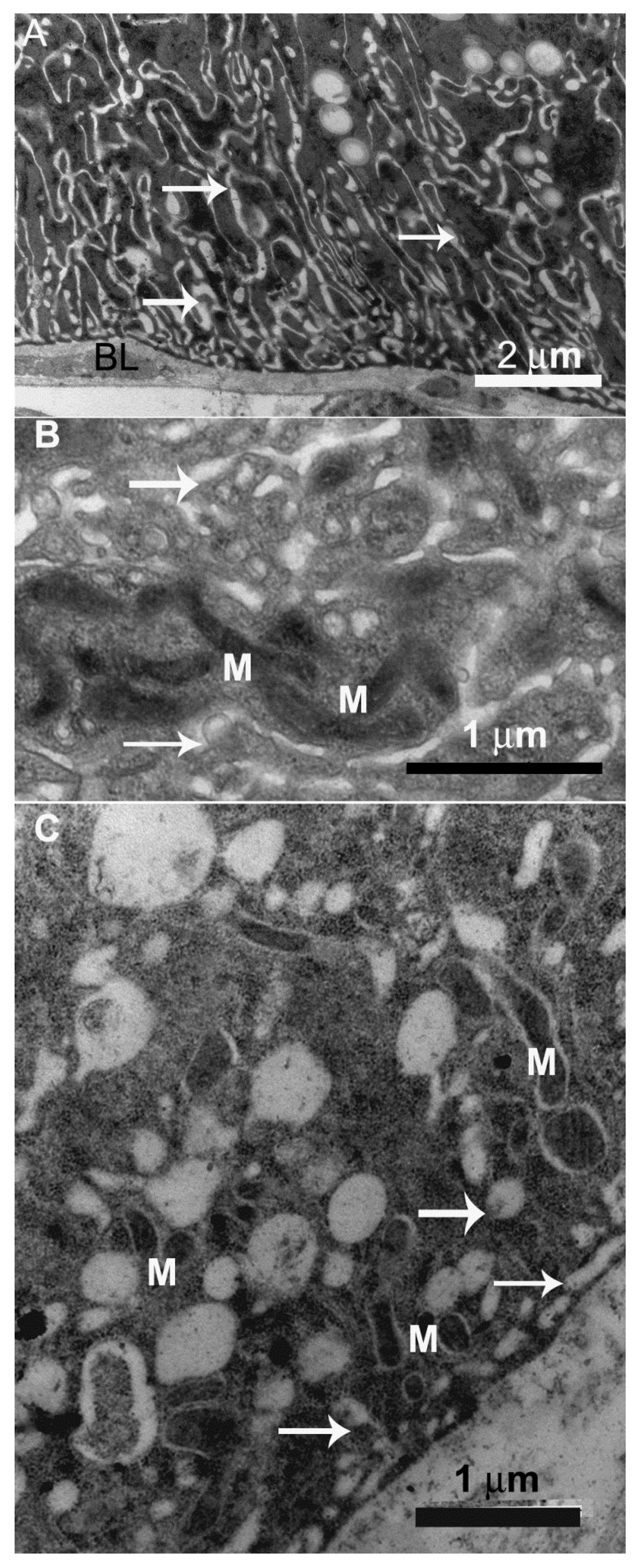 Morphology and Morphometry of the Midgut in the Stingless Bee Friesella ...