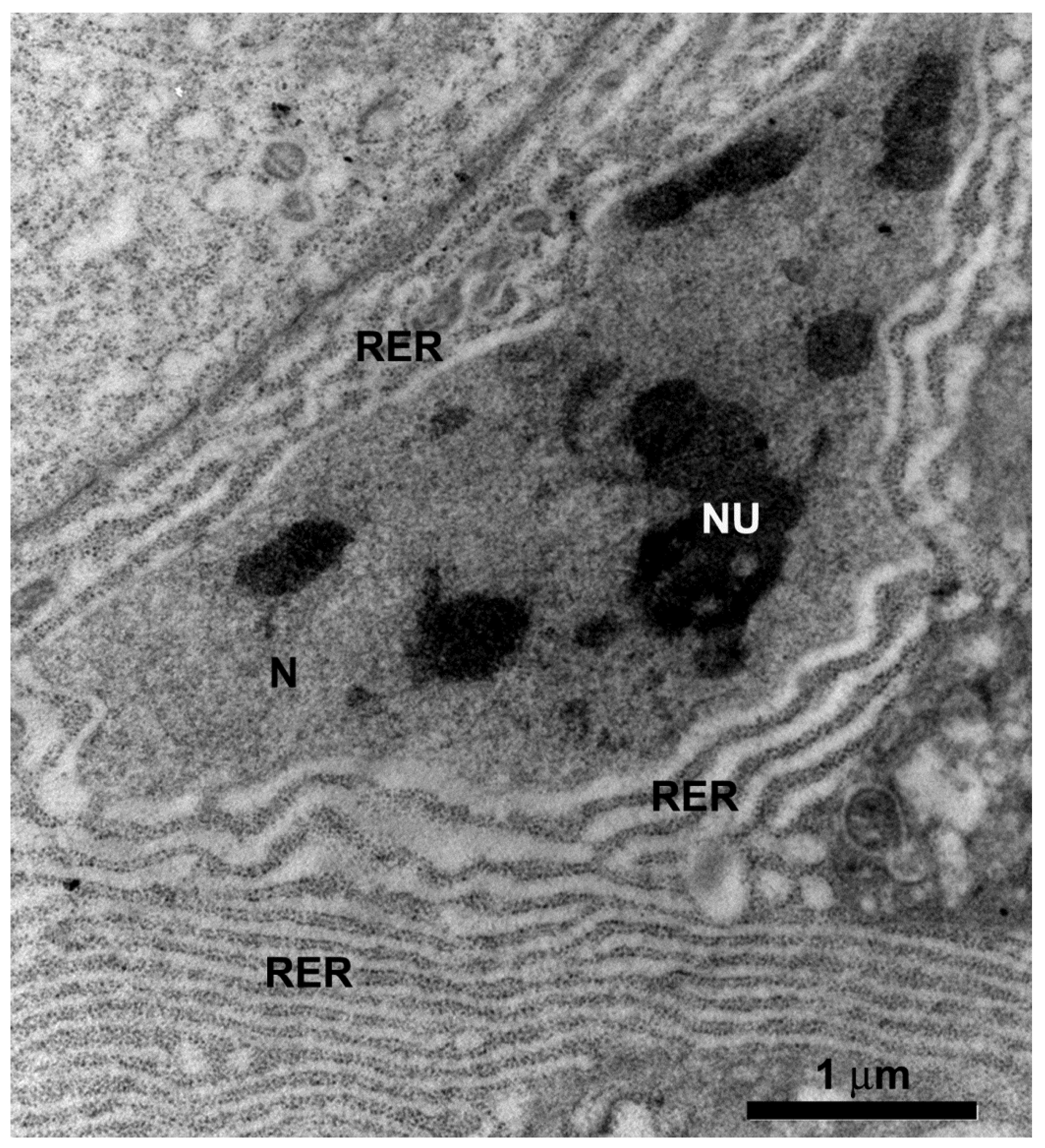 Morphology and Morphometry of the Midgut in the Stingless Bee Friesella ...