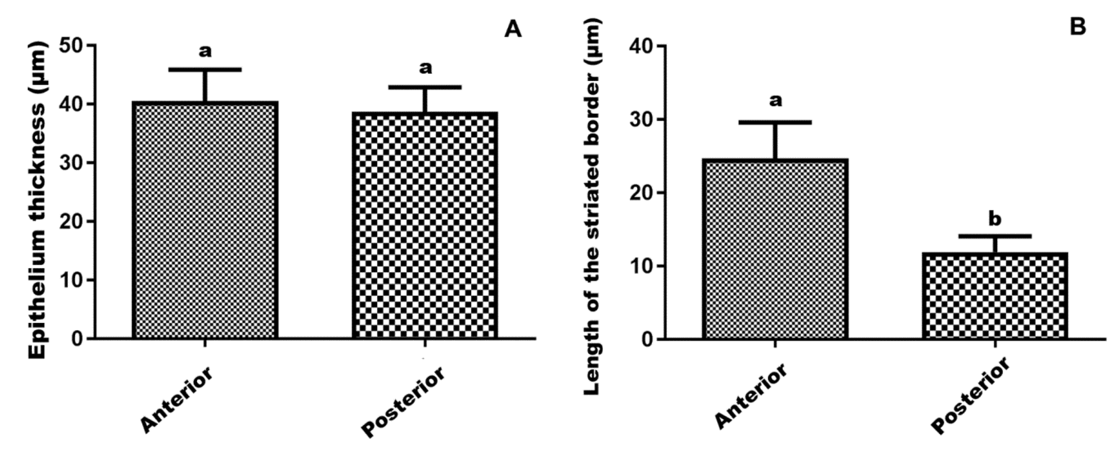 Morphology and Morphometry of the Midgut in the Stingless Bee Friesella ...