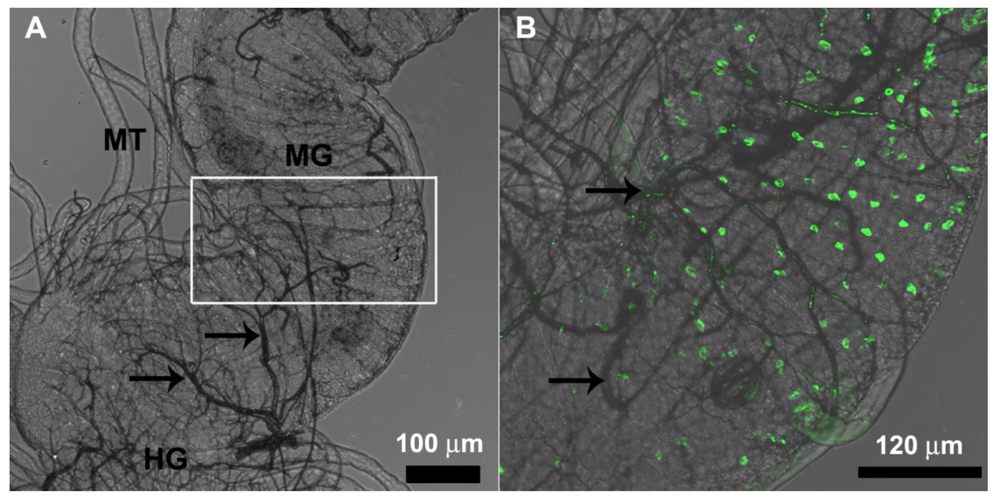 Morphology and Morphometry of the Midgut in the Stingless Bee Friesella ...