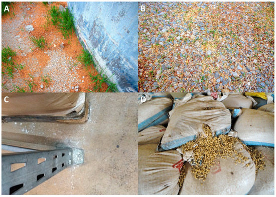 Sanitation Improves Stored Product Insect Pest Management