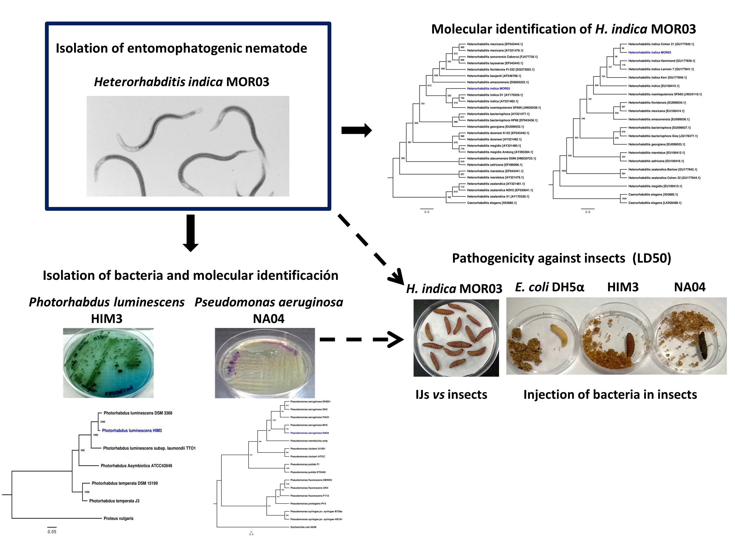 Insects | Free Full-Text | Assessing the Pathogenicity of Two Bacteria Isolated from the ...