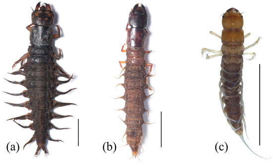 Bionomics and Ecological Services of Megaloptera Larvae (Dobsonflies, Fishflies, Alderflies)